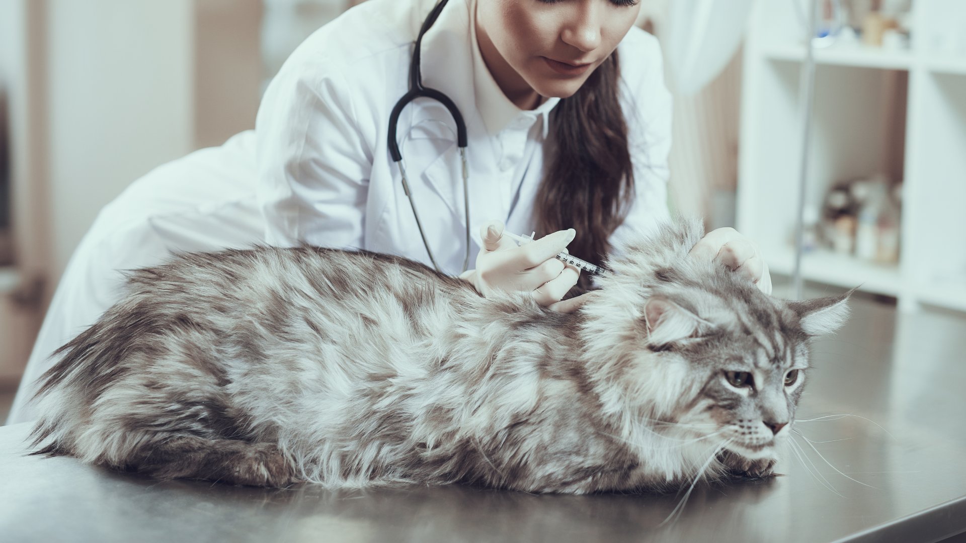 Pet Microchipping In Mill Hall, PA 17745 | Fishing Creek Veterinary Center